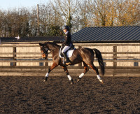 British Dressage - Judge Helen Lowe