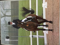 British Dressage - Judge Debbie Tate