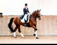 British Dressage - Judge Beverley Lynn