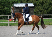 British Dressage - Judge Stacey Ward